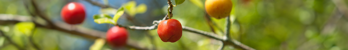 acerola kirsche | fruchtlexikon | true fruits